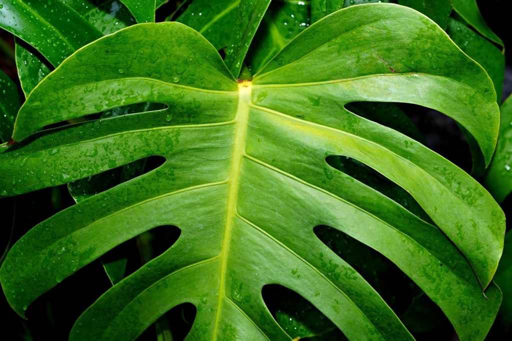 Monstera deliciosa – plantă de exterior cu aer tropical